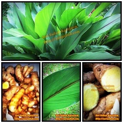 Temu Pauh (Curcuma amada) | Jualan Benih dan Koleksi Artikel Anak Pokok ...
