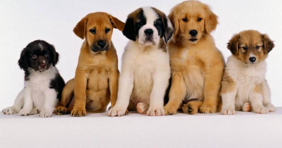 TIPS PARA MASCOTAS: Tipos de perros para diferentes estilos de vida ...