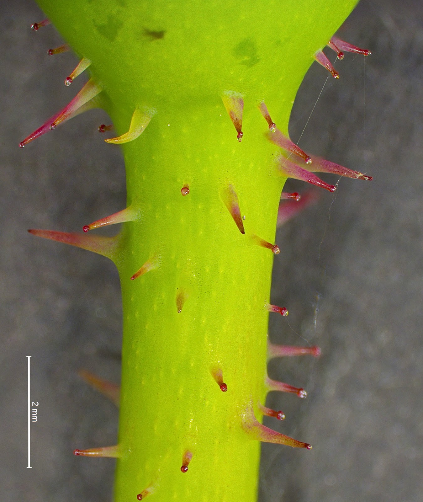 Scanning Electron Microscope Blog: Roses - More Beautiful Up Close