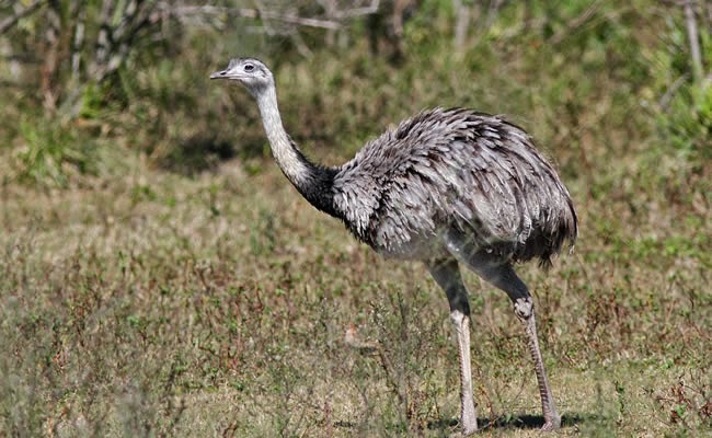 El maravilloso bioma del Uruguay