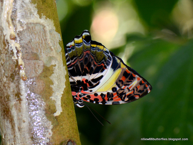 The Forested Path (and Beyond): BUTTERFLIES of RAUB: The Glorious Begum ...