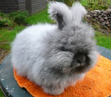 De natuurlijke vezels: Dierlijke oorsprong