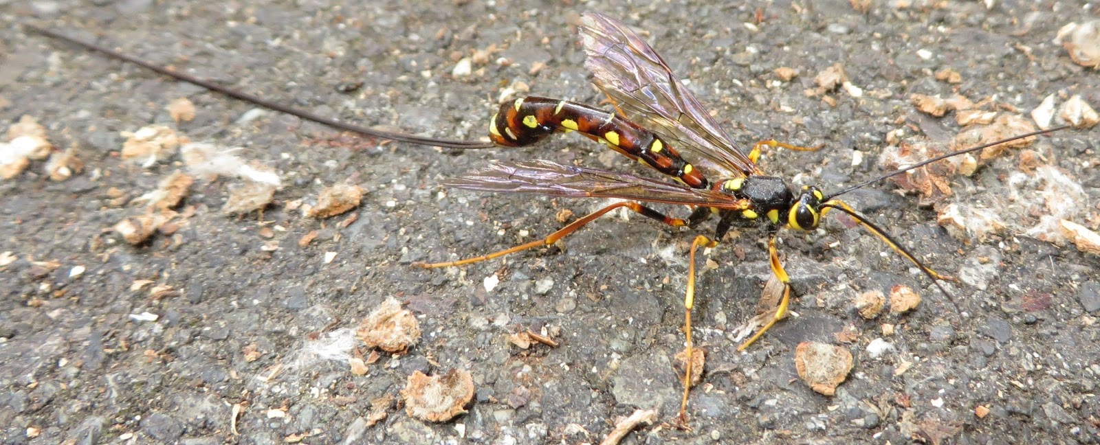 Real Everything Else: Megarhyssa nortoni - huge scary looking wasp