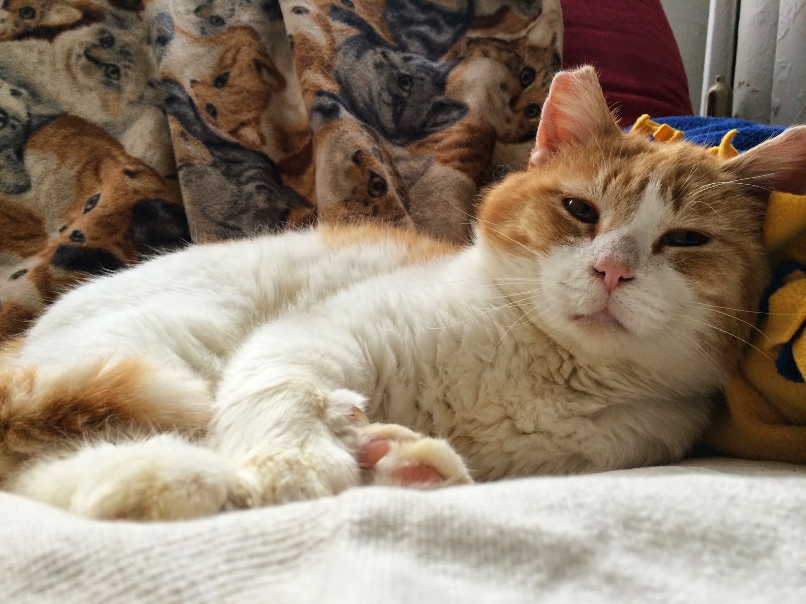 Feline Rescue Cat Tales: New pictures of Popeye and Olive Oyl