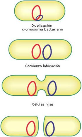 Biologia: Reproducción Asexual - Bipartición y Gemación