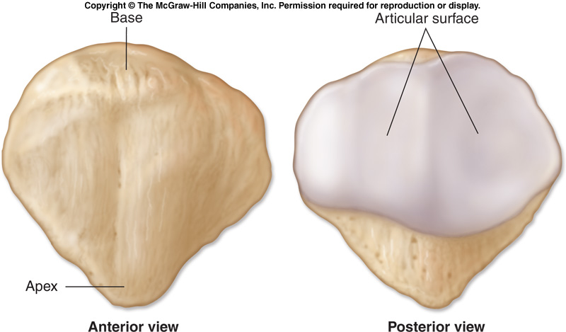 Nuestro esqueleto: Miembro inferior: Fémur y rótula