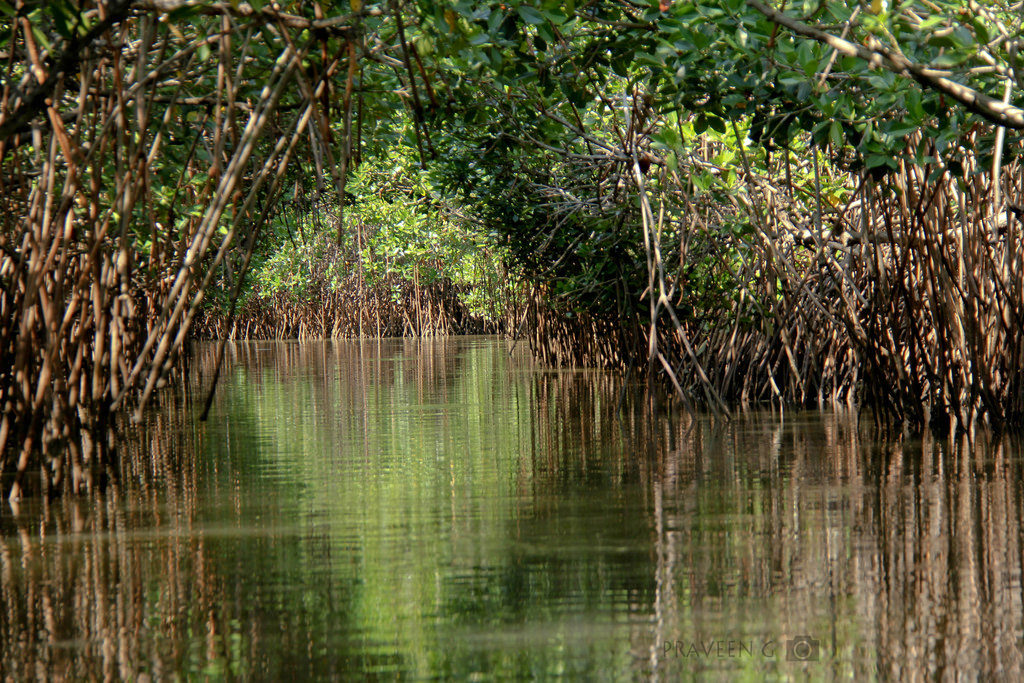 Tamilnadu Tourism: PICHAVARAM