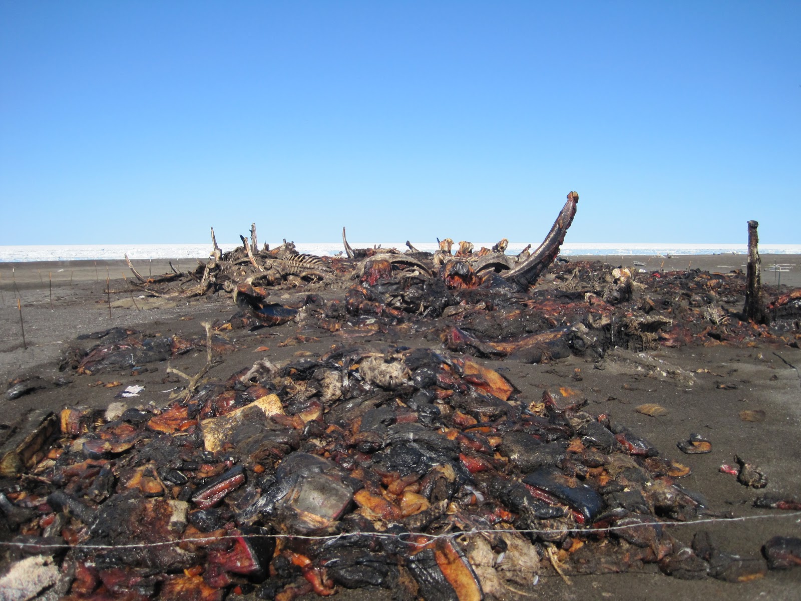 Baby Beluga: Midnight Marathon, Point Barrow, Icebergs