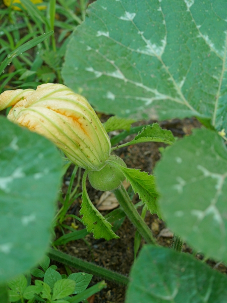 25+ Koleksi Populer Gambar Wallpaper Bunga Manis