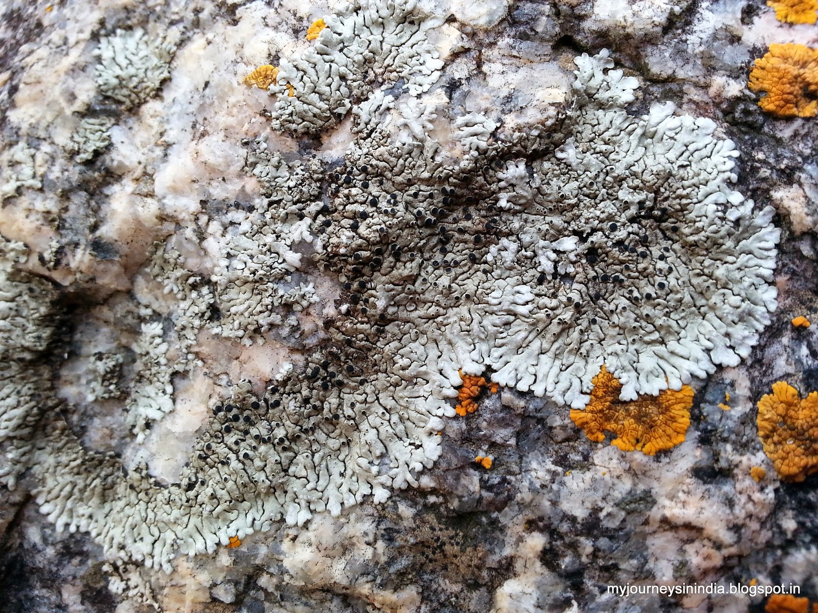 My Journeys In India: Trees growing on rocks, do Lichens help them?