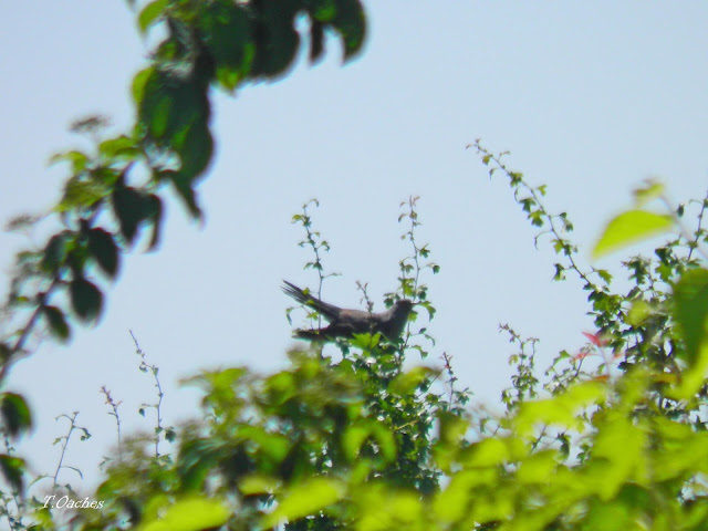 PASARI DIN ROMANIA: CUCUL (2), Cuculus canorus