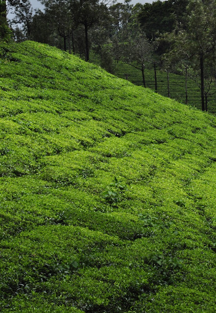 Tamilnadu Tourism: Manimuthar Tea Estate, Manjolai Hills