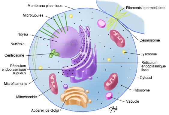 Les cellules eucaryotes et procaryotes | Bio faculté