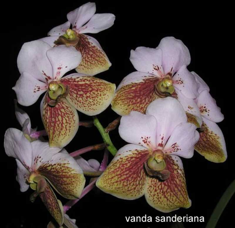 Cara Menanam Bunga Anggrek Vanda