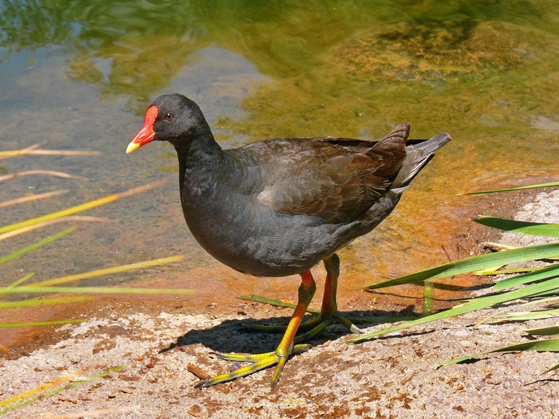 Tamilnadu Tourism: Karikili Bird Sanctuary, Kancheepuram