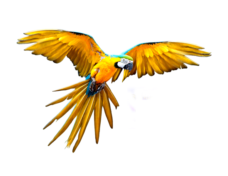 COSAS PARA PhotoScape: IMÁGENES PARA PHOTOSCAPE DE ANIMALES 16