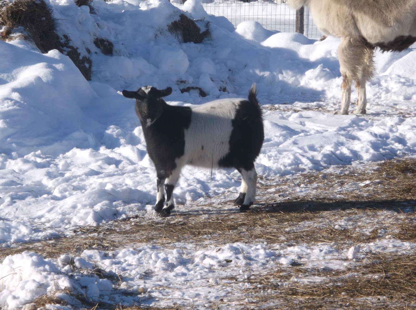 Tye Dye Acres: Fainting Goat Colors and Patterns!