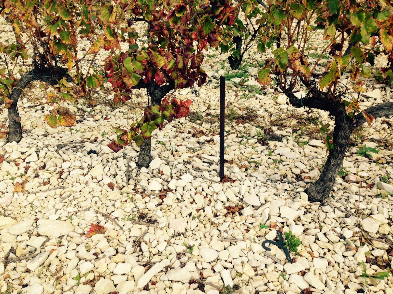 Wine -- Mise en abyme: Landscape formation and the soils of Chateauneuf ...