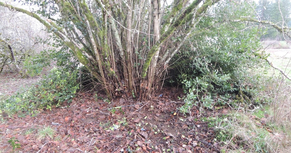 Rachel the Gardener: Hazels: what to do with an overgrown coppice