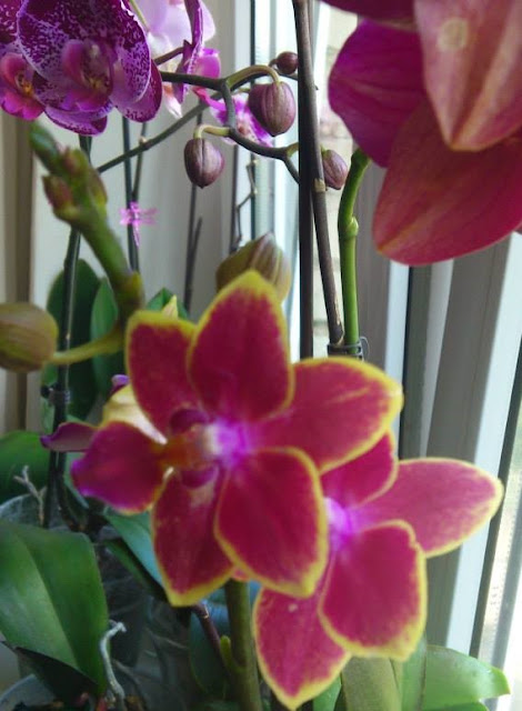 Kiisukeauh: Minu hobi. Kuukingad (orhideed).