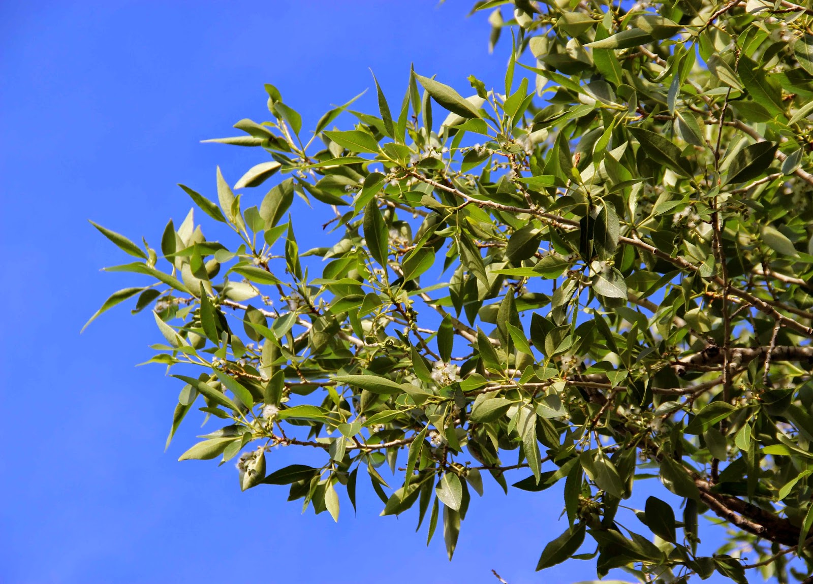 In the Company of Plants and Rocks: Cotton Trees