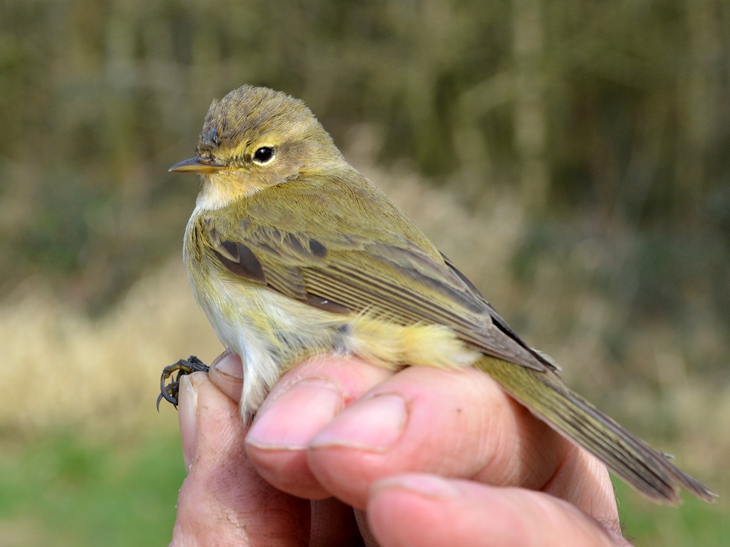 Two in a bush: First Chiffchaffs