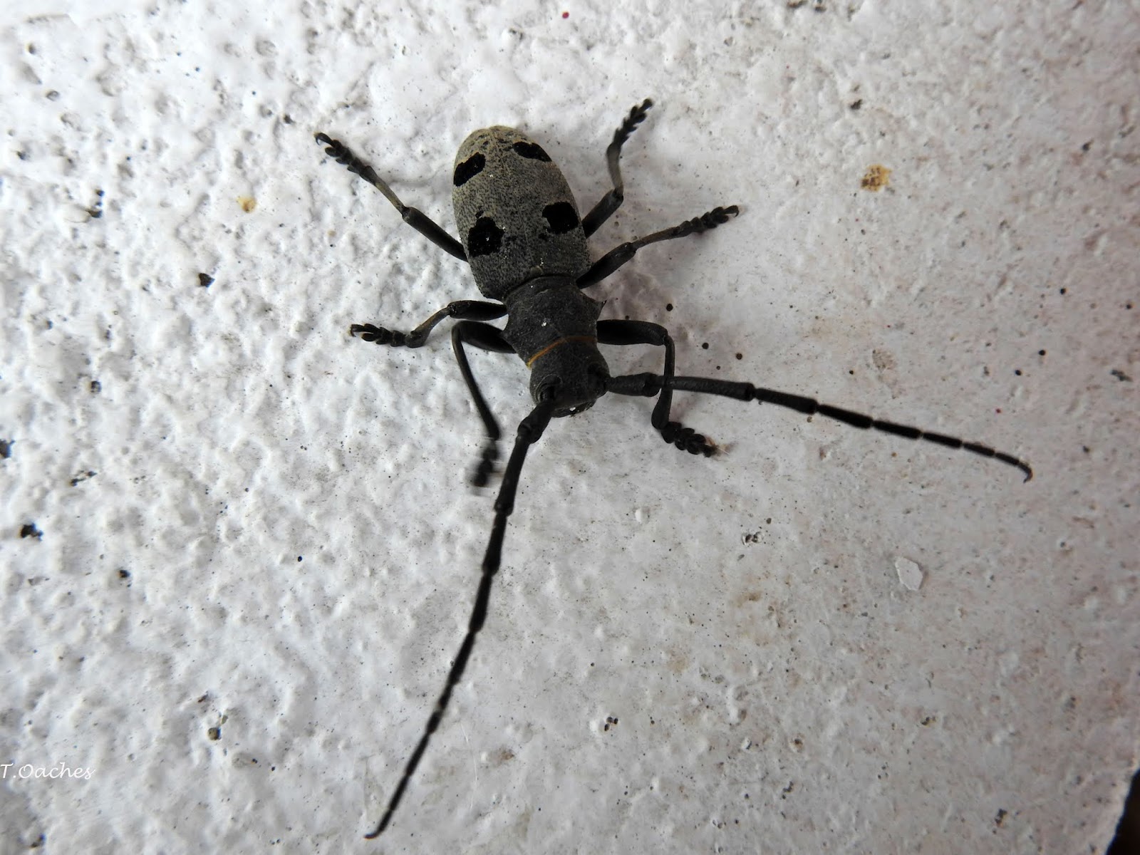 PASARI DIN ROMANIA: INSECTE (1 bis) - continuare