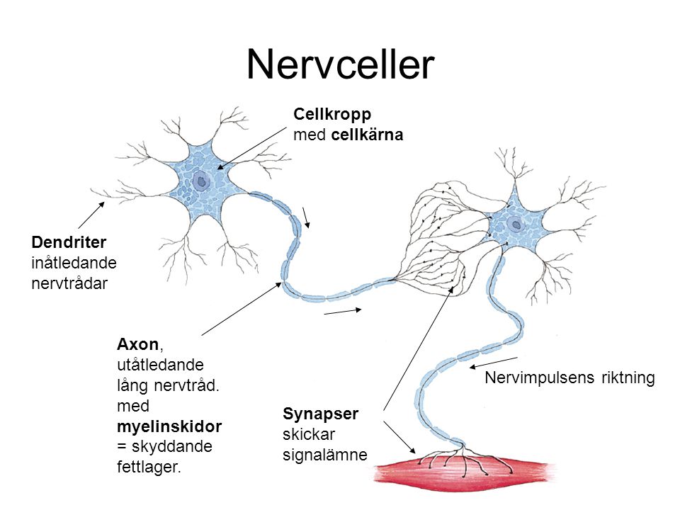 Biologi, fysik, kemi, teknik år 7, 8 och 9: Biologi år 8 OLD