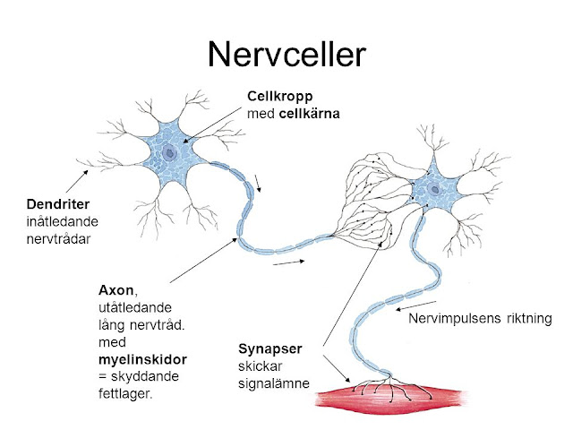 Biologi, fysik, kemi, teknik år 7, 8 och 9: Biologi år 8 OLD