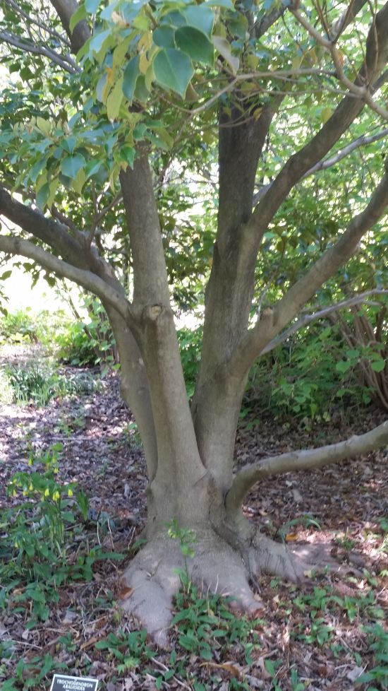 Future Plants by Randy Stewart: Chinese Fig Hazel