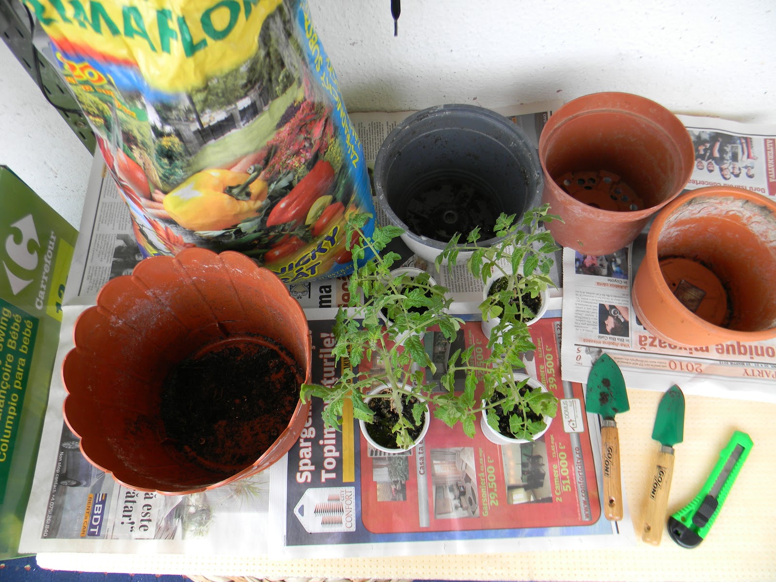 Gradina de pe balcon: Rosii in Ghiveci, evident pe balcon