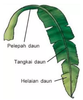 Pengertian Fungsi dan Struktur Daun serta Jenis Daun