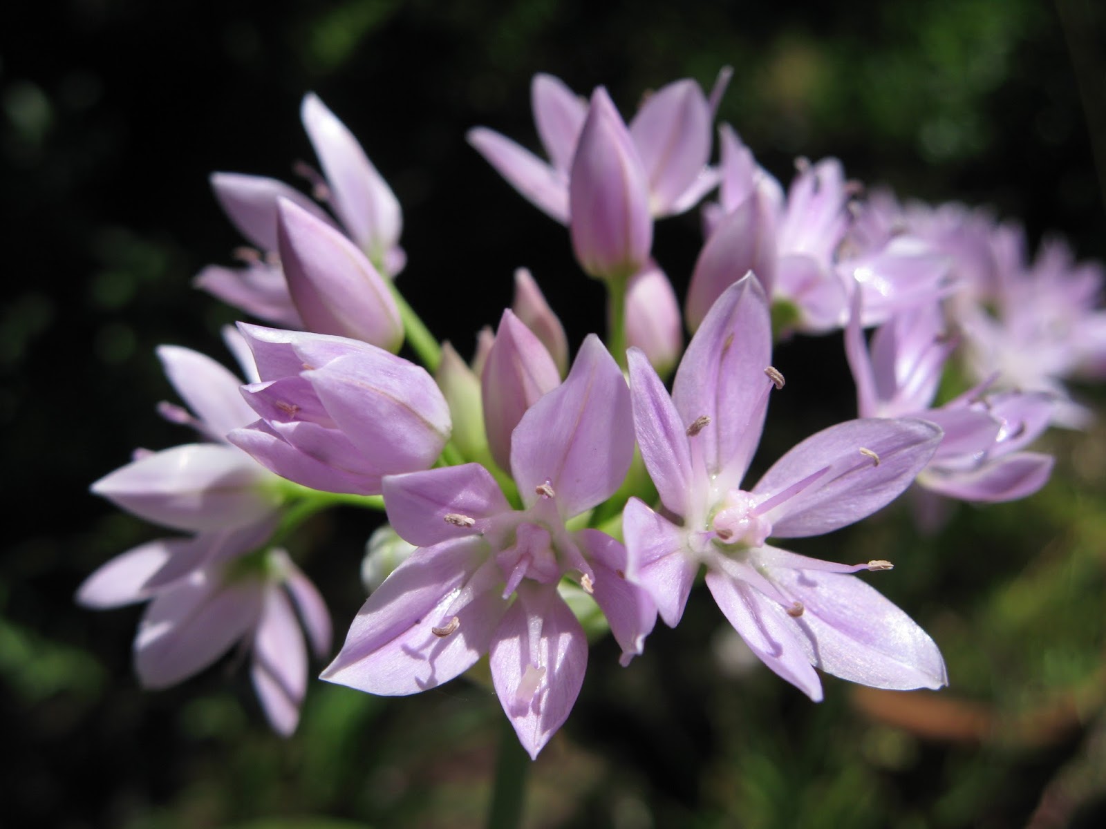 Mother Nature's Backyard - A Water-wise Garden: Gardening with ...