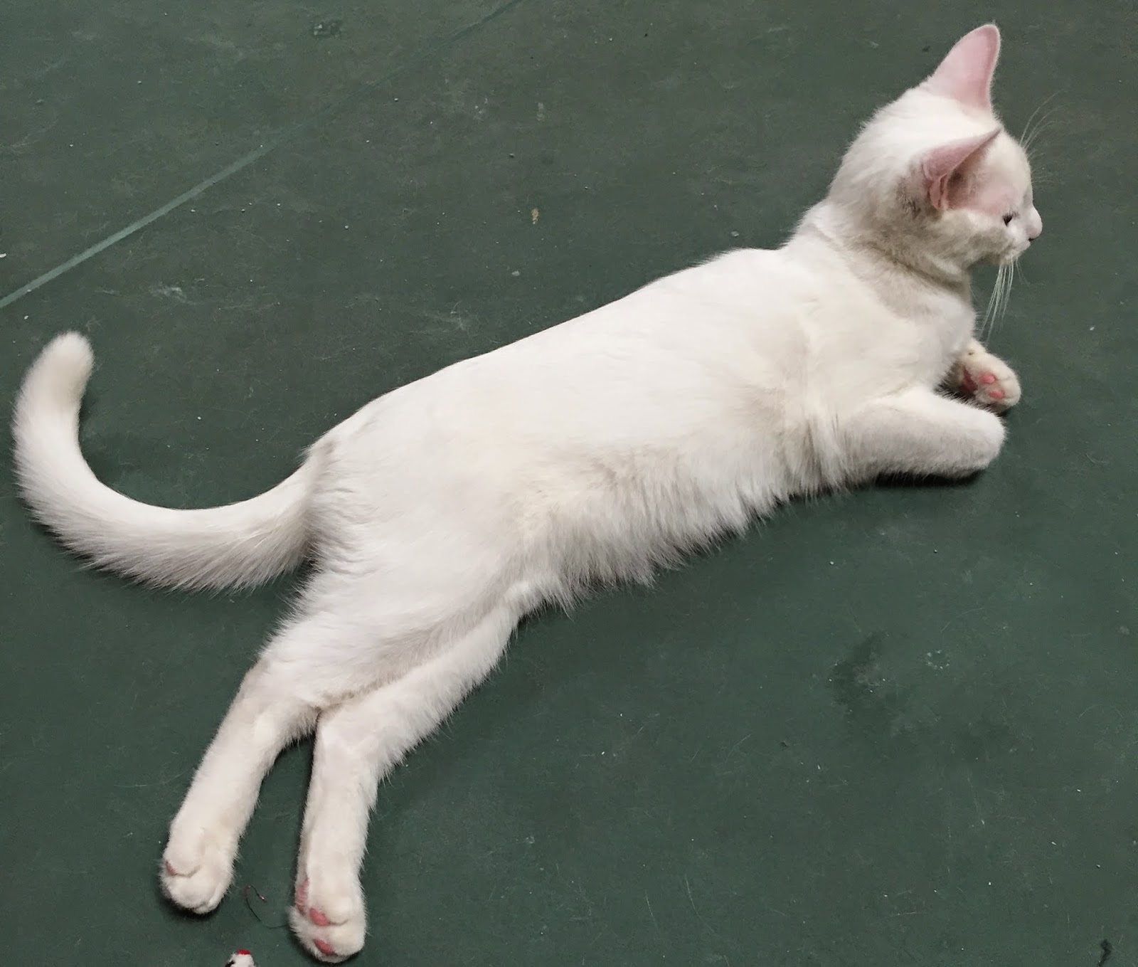 Humane Society Silicon Valley Blog: The Ninja Cats of HSSV: Uncouth ...