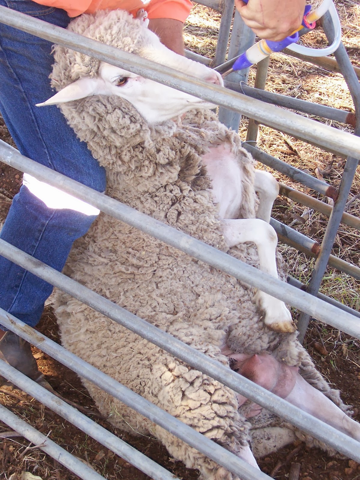 Pretending to Farm: Mustering Sheep