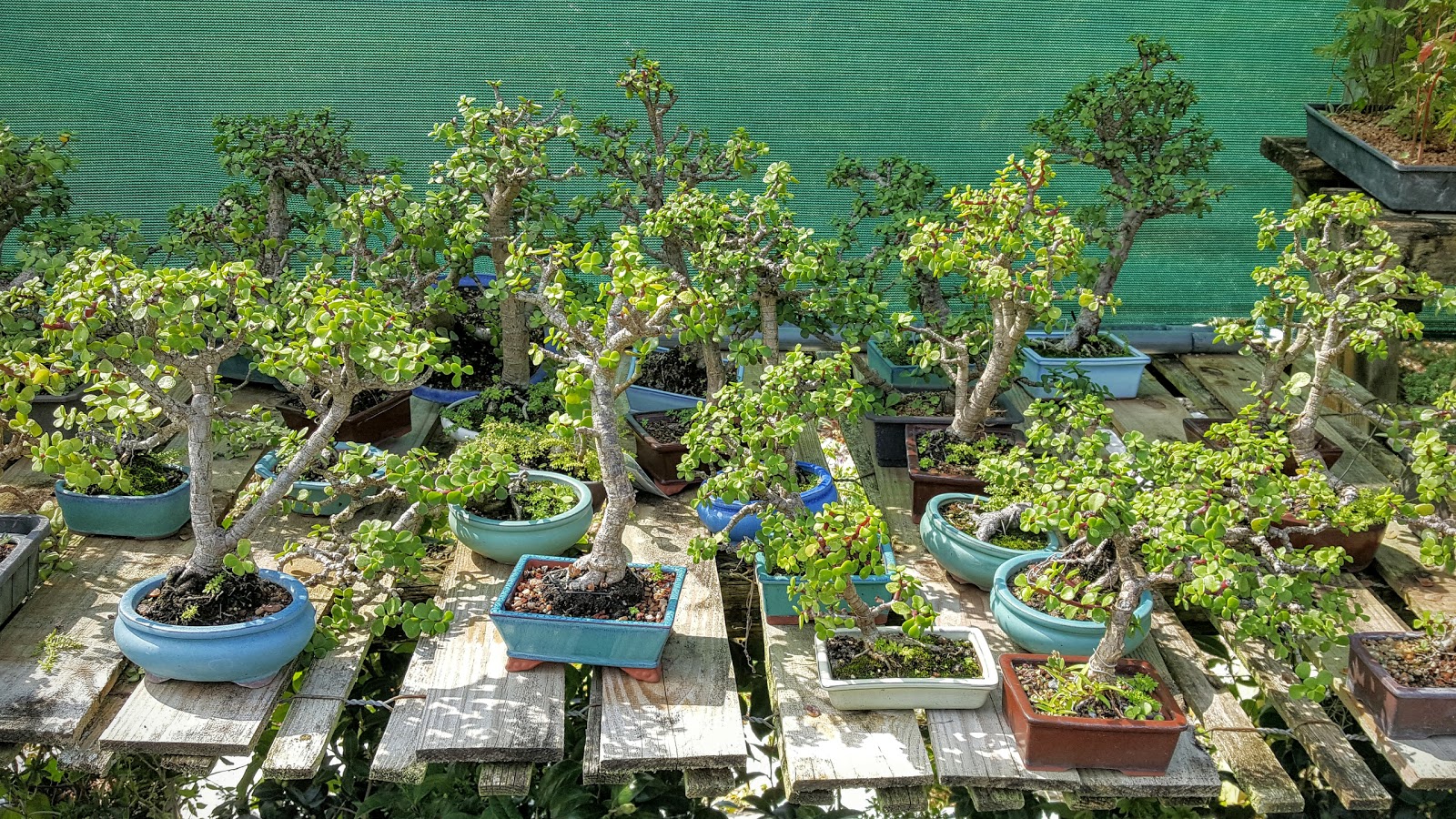 Bonsai Beginnings: A round leaf variety of Ficus microcarpa -Green ...