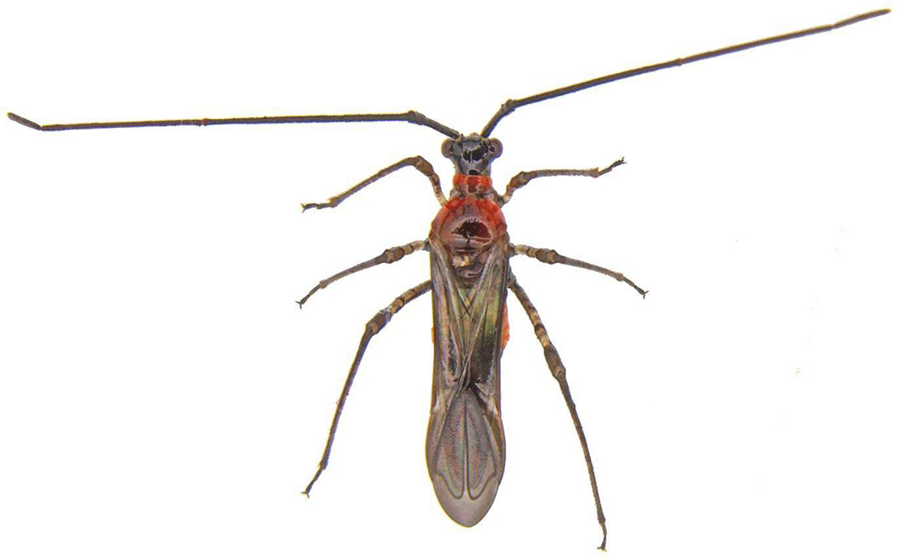 Kreasi Usaha: Hama Kepik Penghisap Buah pada Tanaman Kakao - Garda Remaja