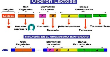 neymar salmeron farias: 8.2.1 OPERON DE LACTOSA (CONTROL POSITIVO).