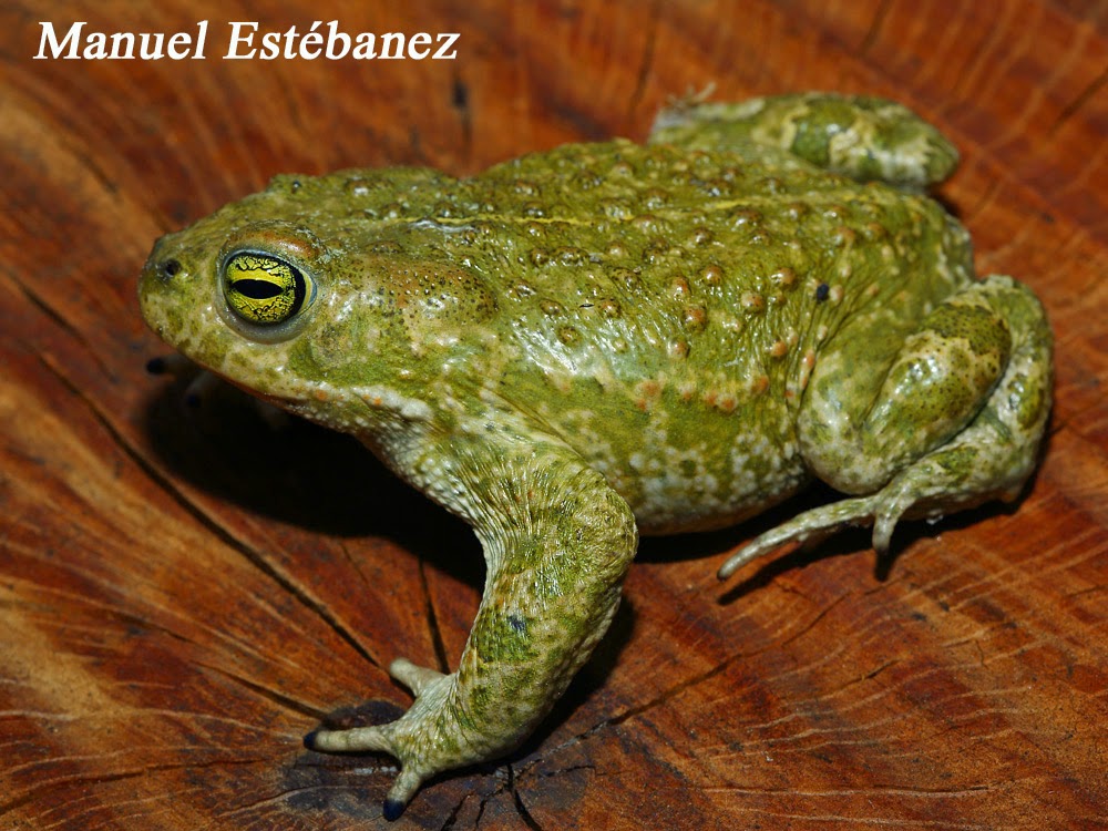 Miradas Cantábricas: Sapo corredor (Bufo calamita)