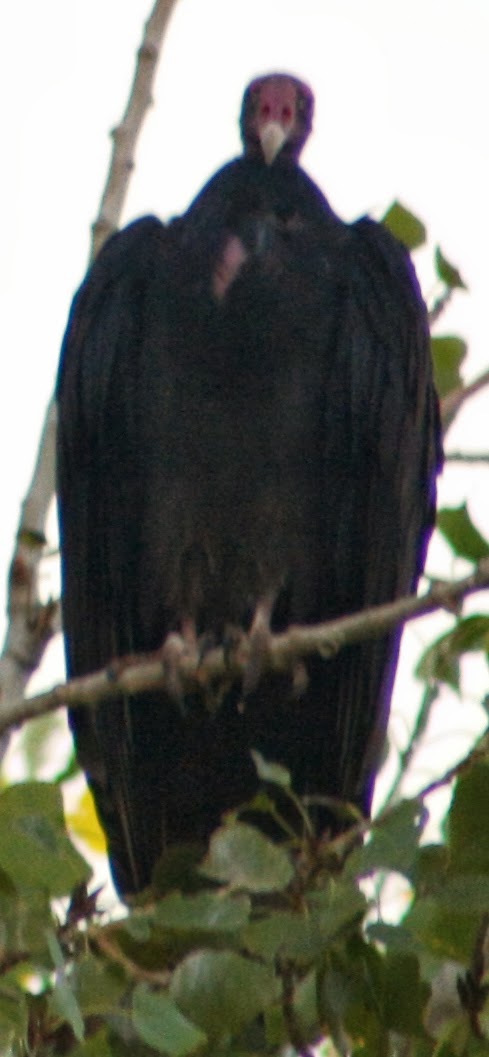 Vigilante Justice Wild West