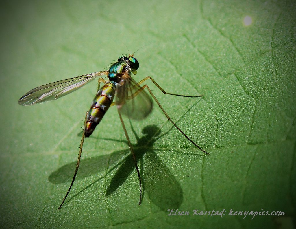 Elsen Karstad's 'Pic-A-Day Kenya': Backyard Macros- Rainbow-Hued Fly ...