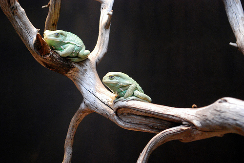 Dóér in die bosveld - fabels vir Afrika: Die twee paddas