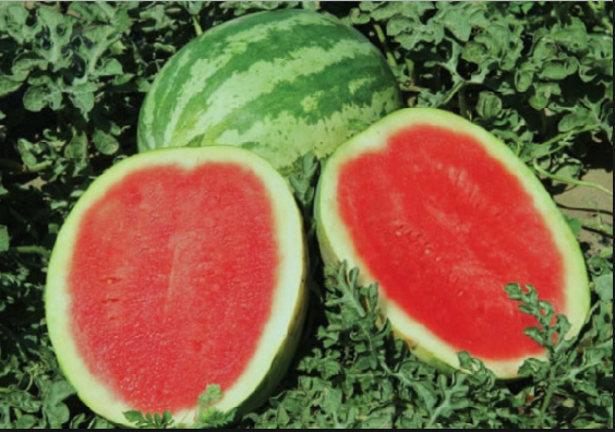 Classification and morphology of Watermelon Plants - FRUITS