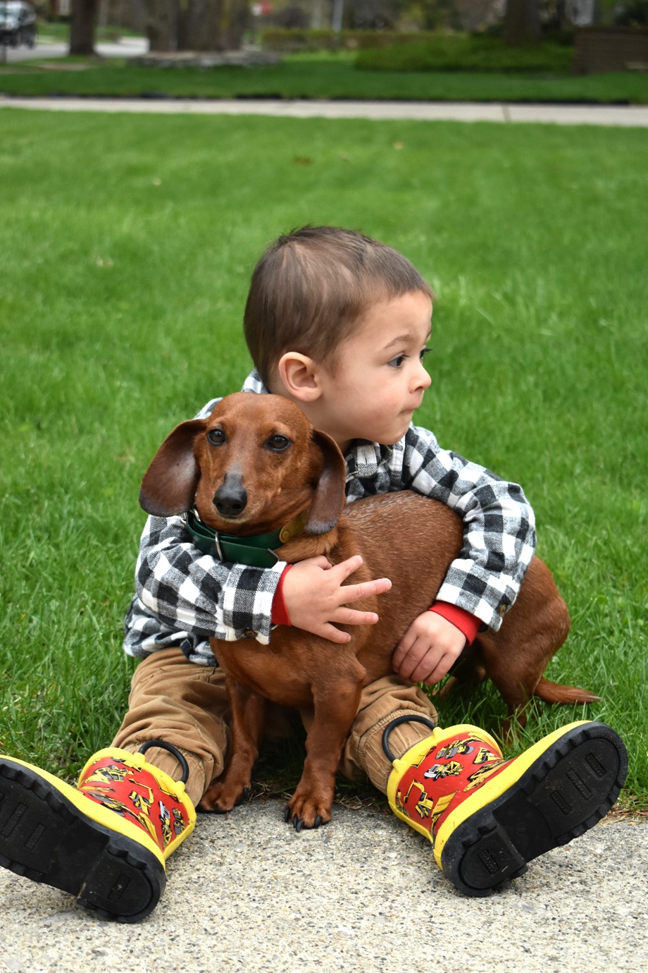 How to Build a Strong Relationship with Your Dogs | The Nutritionist ...