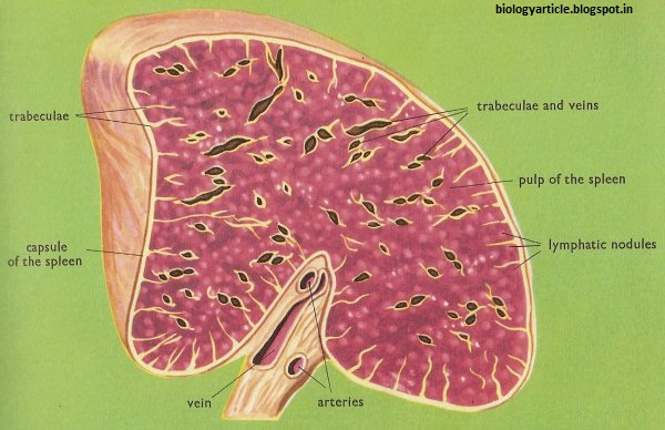 BIOLOGY WRITE-UP - BIOLOGY ARTICLES: SPLEEN: Location, morphological ...