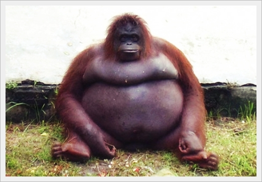 twenty2december™ : Incredible fattest animals | haiwan obesiti.