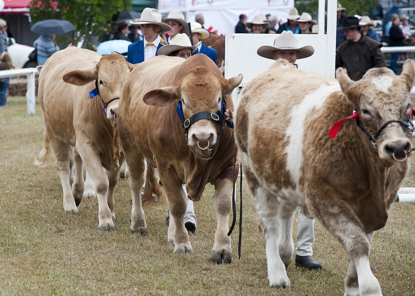 Mt Larcom Agricultural Show