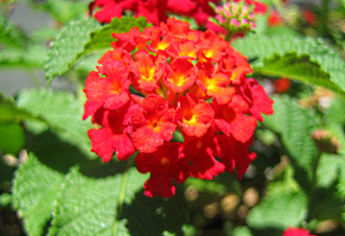 Tulsa Gentleman: Macro Monday - Red Lantana