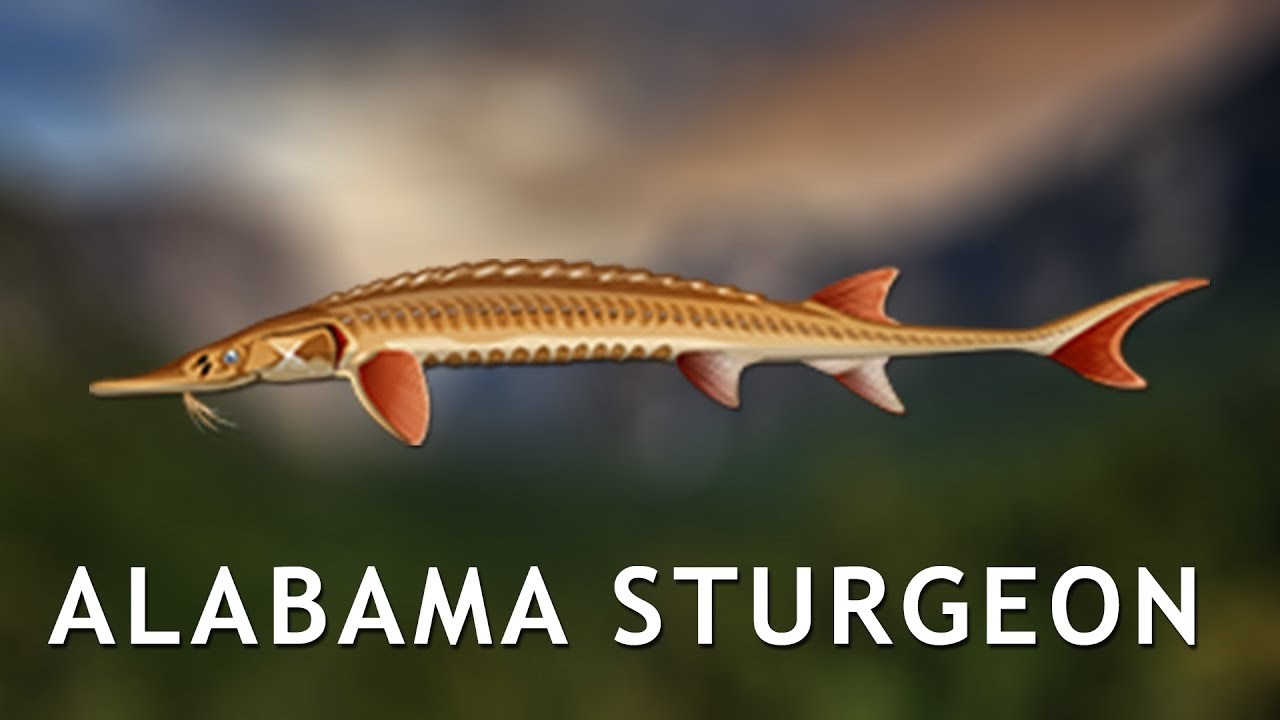 Alabama sturgeon