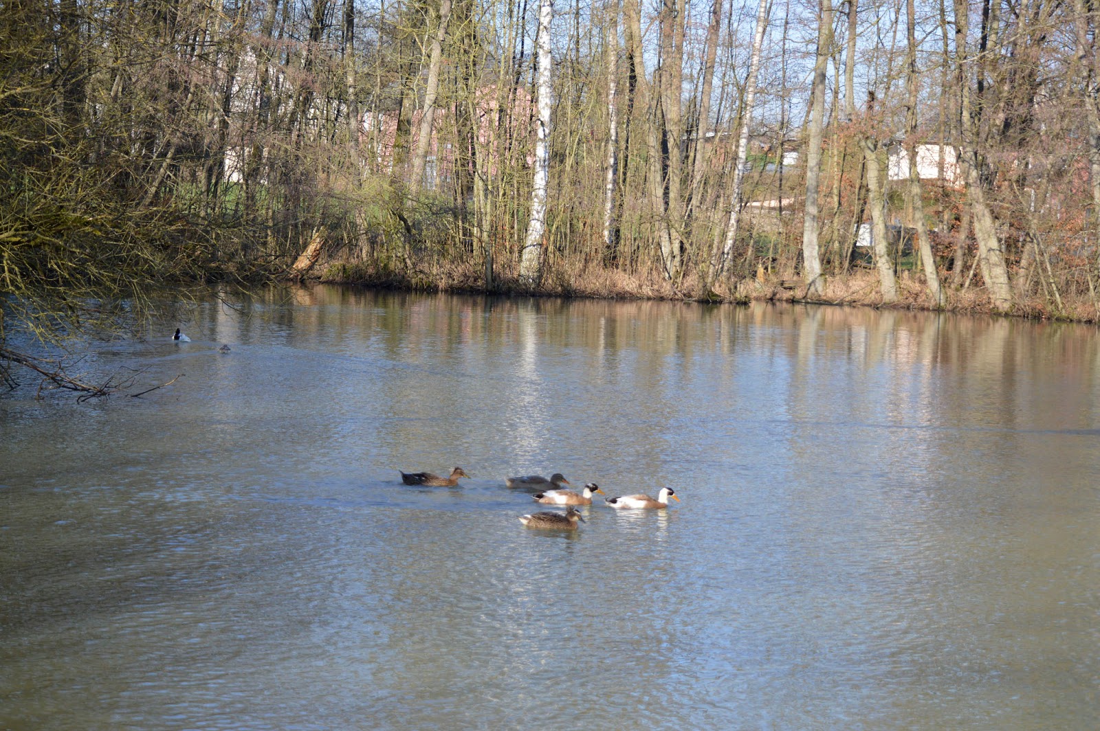 Au Fil du Temps ... au gré des Vents ...: Les canards du moulin de ...